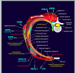 Erector Spinae Plane (ESP) Block – Chart Talk: Anesthesia Coding ...